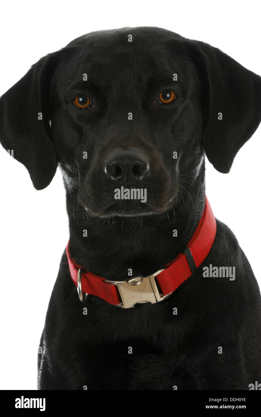 Black white dog labrador cross hi-res stock photography and images - Alamy