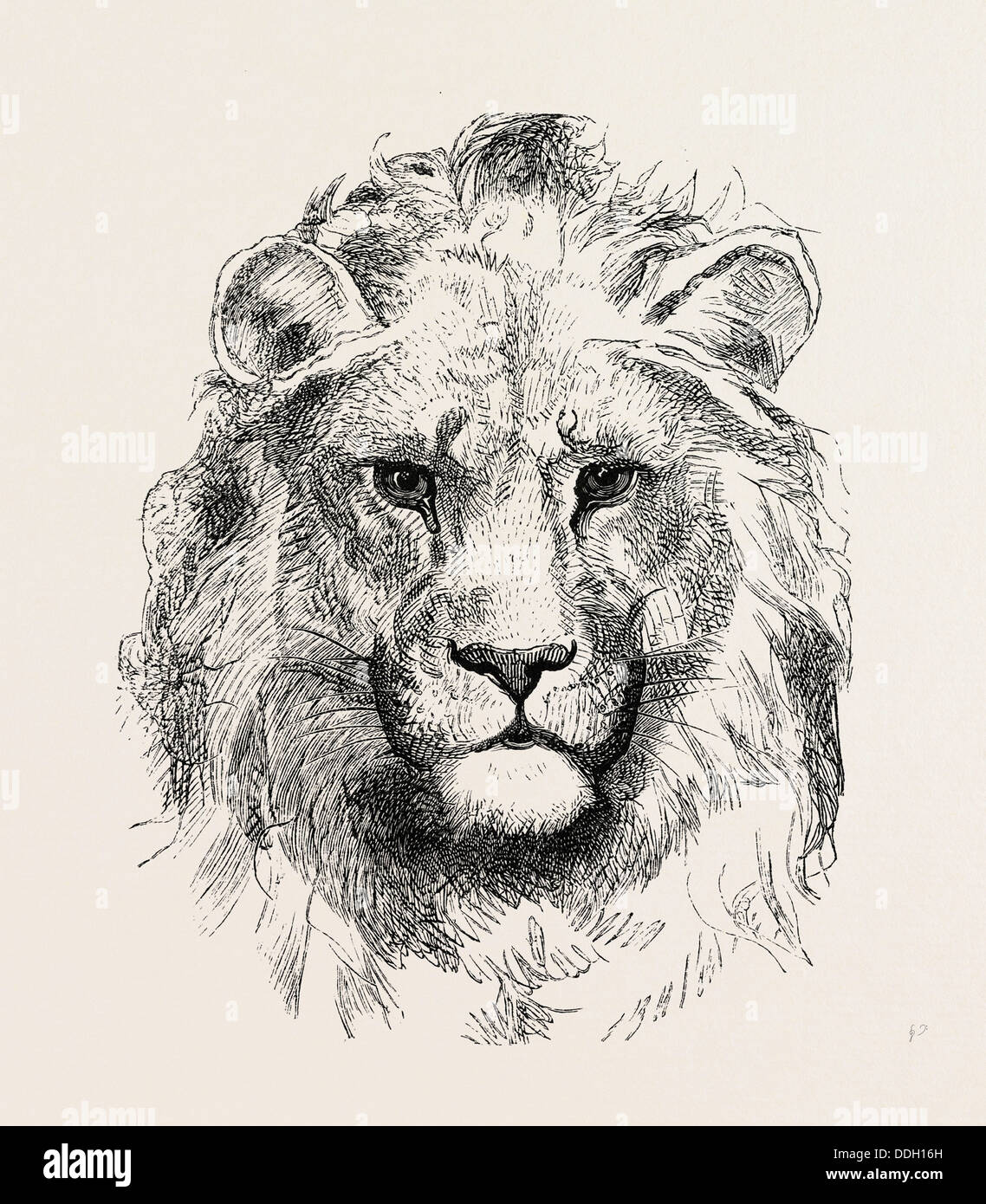 A MODERN LION Stock Photo - Alamy