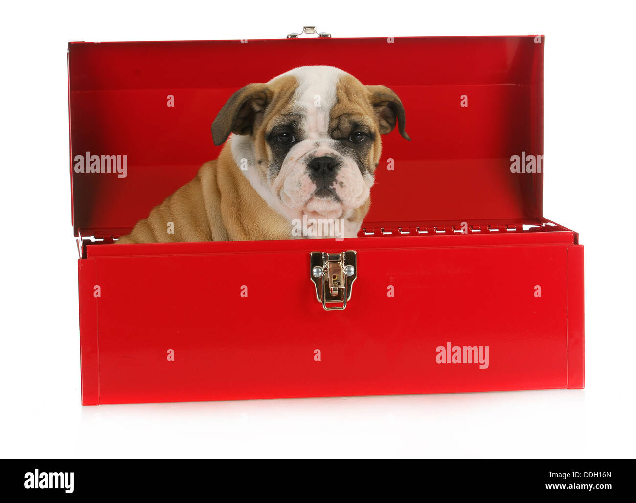 working dog - english bulldog puppy sitting in tool box - 10 weeks old ...