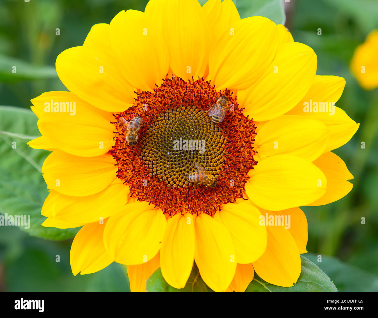 Oil collecting bees hi-res stock photography and images - Alamy