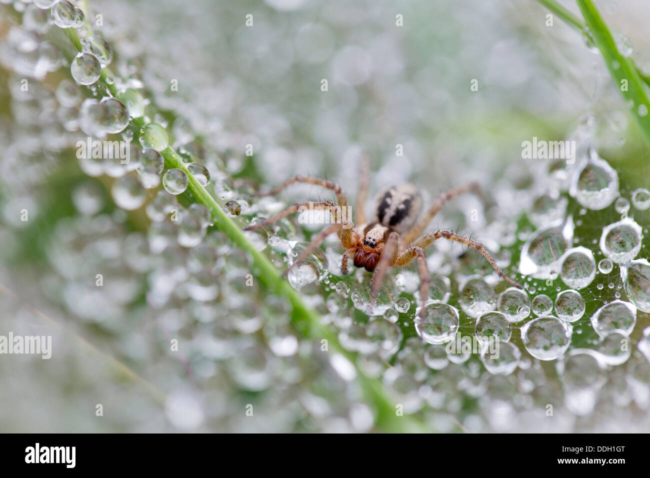 Labyrinth Spider Web High Resolution Stock Photography and Images - Alamy