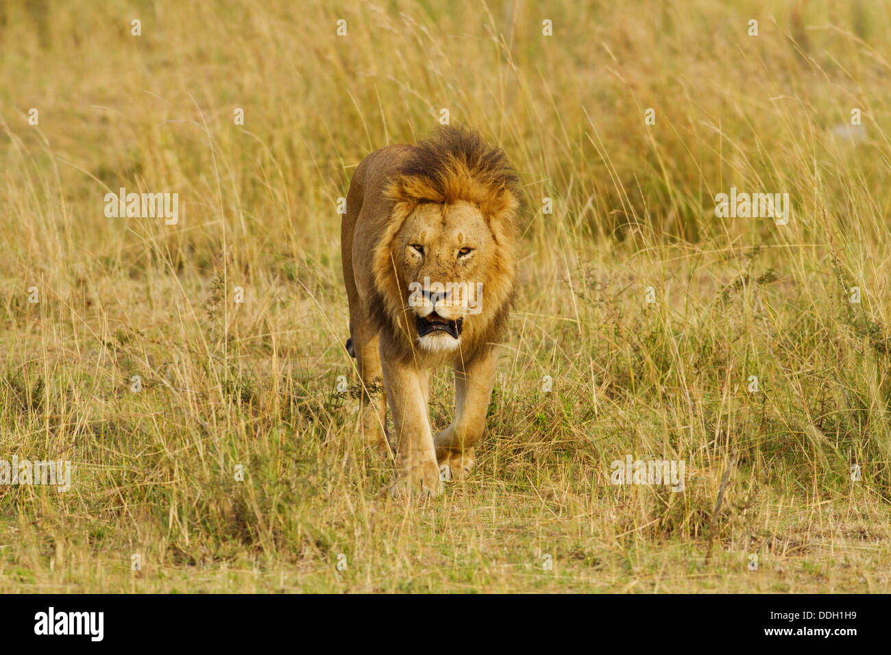 Male African Lion coming in Stock Photo - Alamy