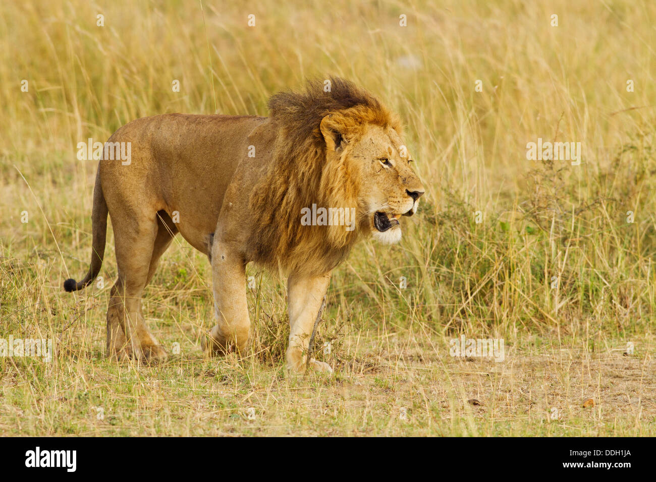 African Lion coming in Stock Photo - Alamy