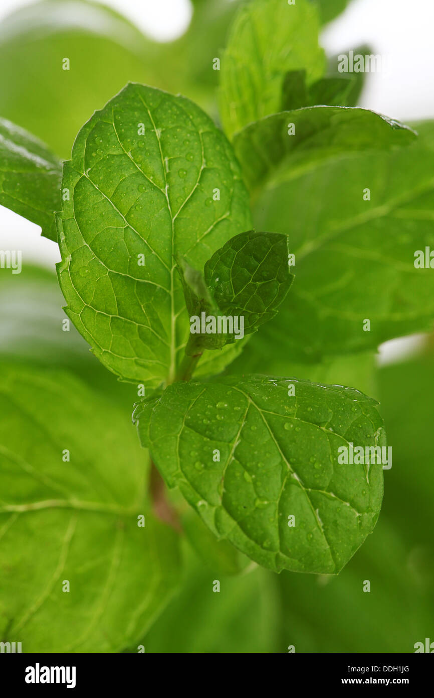Close up of fresh mint over a white background Stock Photo - Alamy