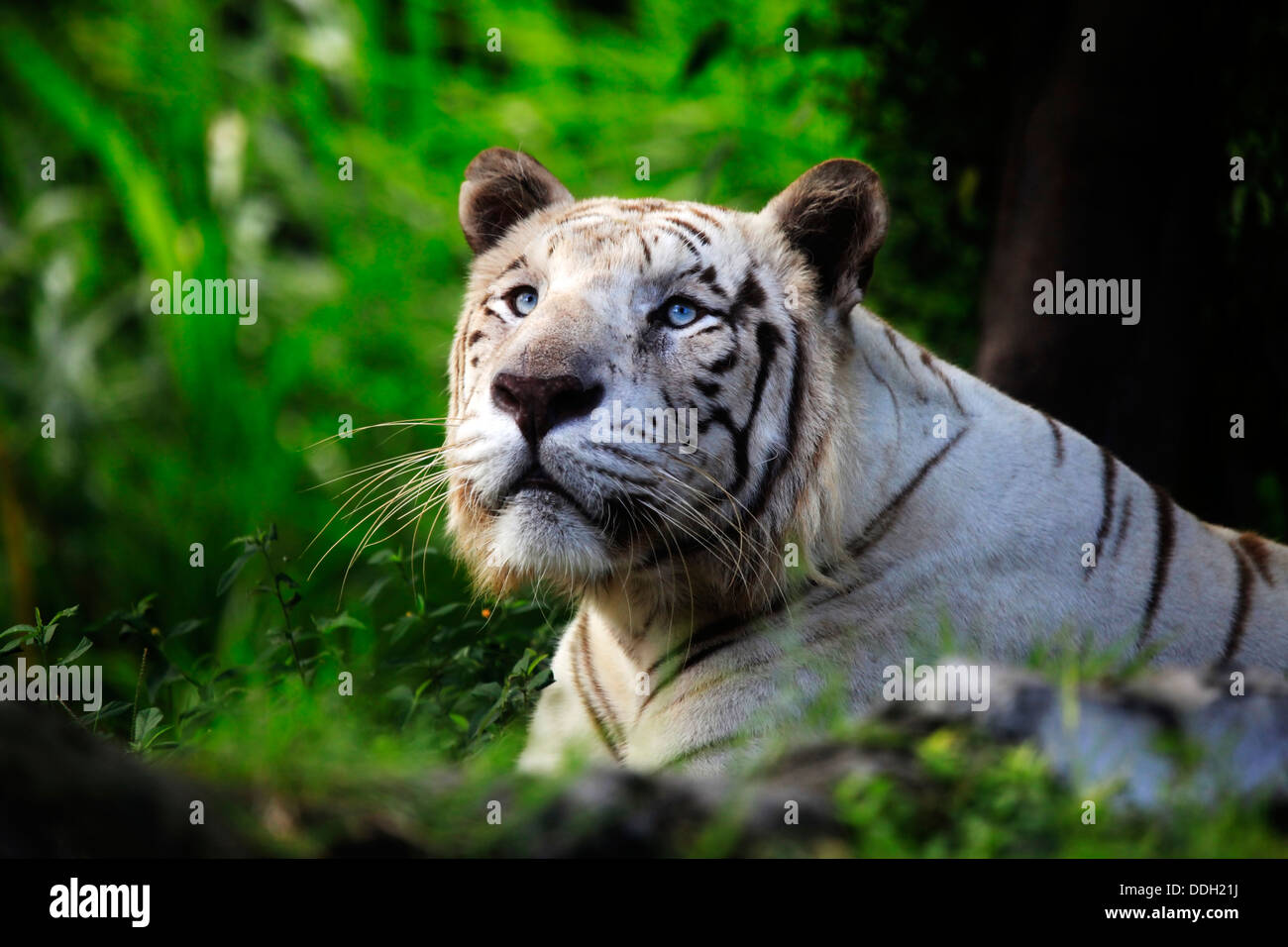 White tiger fight hi-res stock photography and images - Alamy