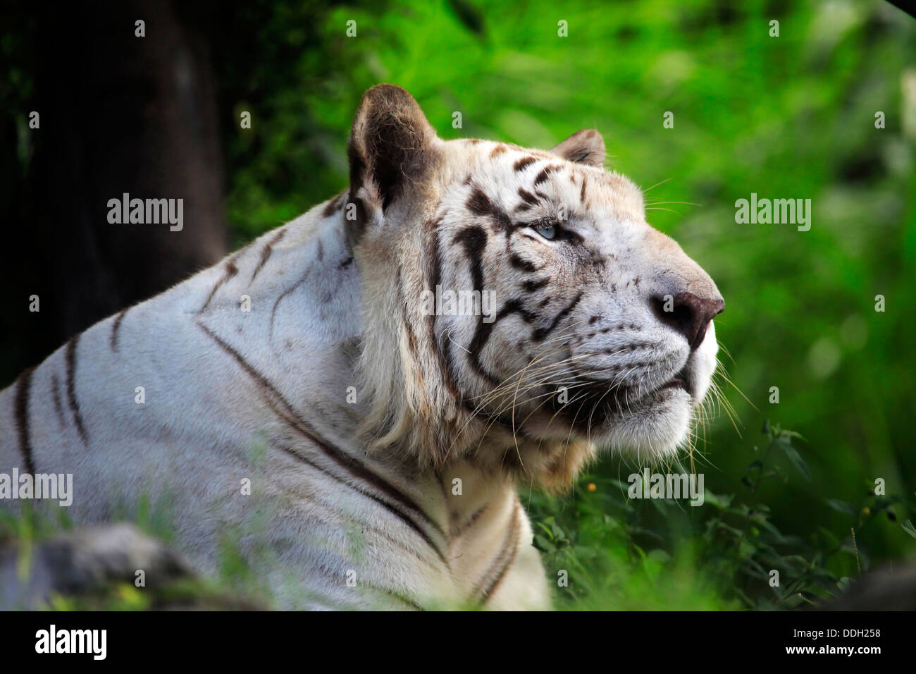 White tiger fight hi-res stock photography and images - Alamy