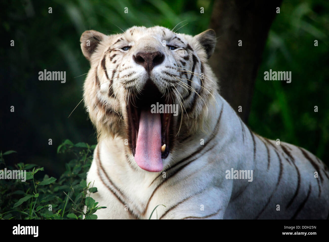 White tiger fight hi-res stock photography and images - Alamy