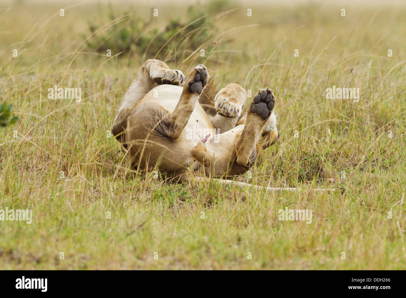 Male African Lion rolling in the grassland Stock Photo - Alamy