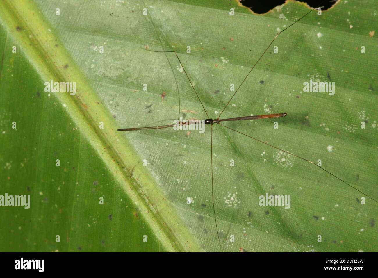 Leaf belly spider hi-res stock photography and images - Alamy
