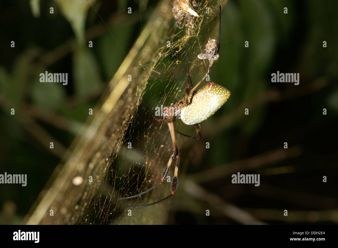 Gray and orange spider hi-res stock photography and images - Alamy