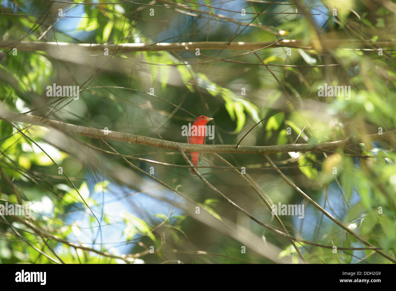 Red pink bird on branch Stock Photo - Alamy