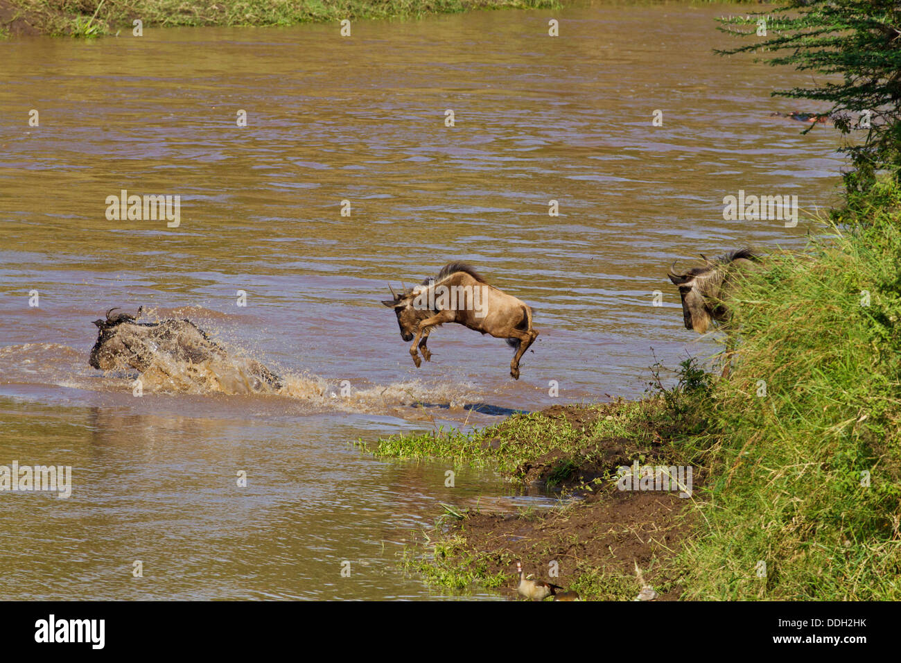 Wildebeest jumping hi-res stock photography and images - Alamy