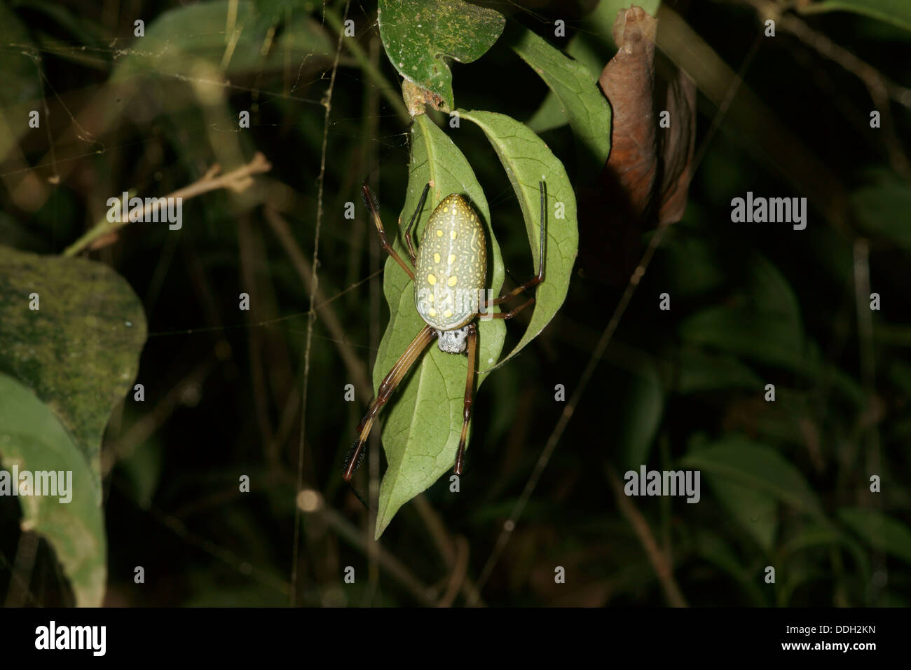 Spider on leaf Stock Photo - Alamy