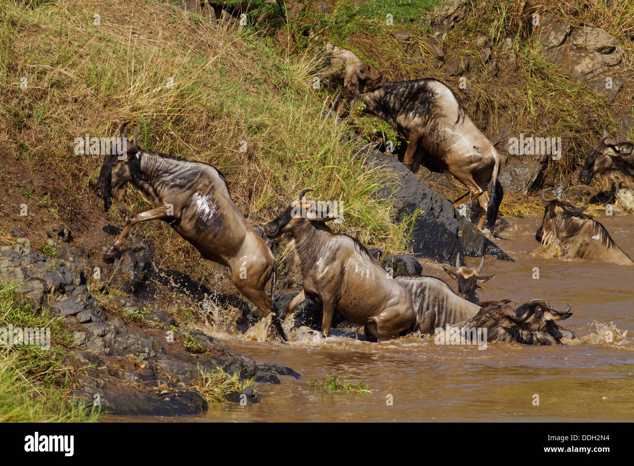 The great migration Stock Photo - Alamy