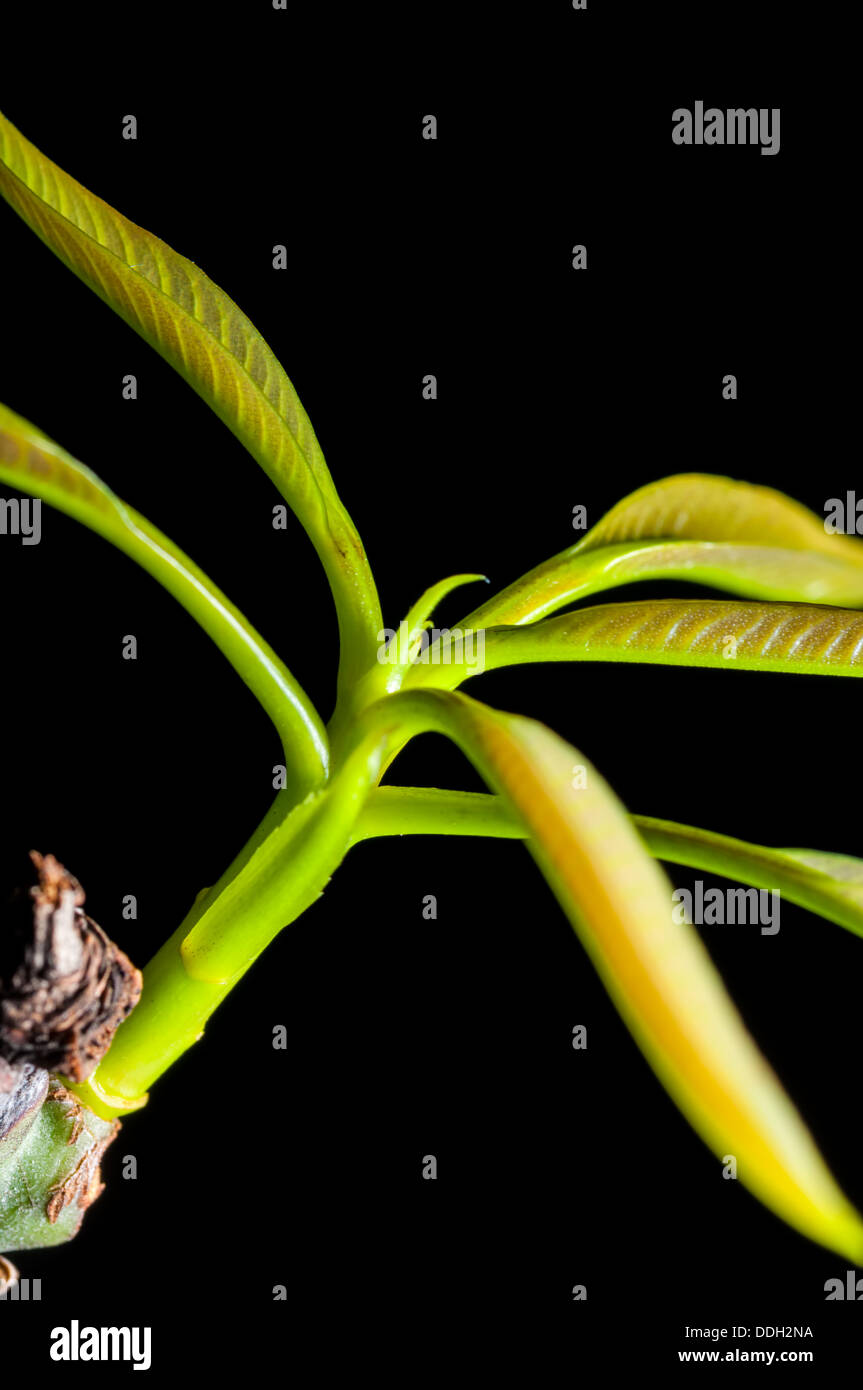 Close up, green Mango leaves, young soot, sprout, isolated on dark ...