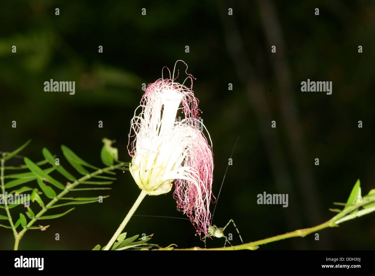 Spider flower bud hi-res stock photography and images - Alamy