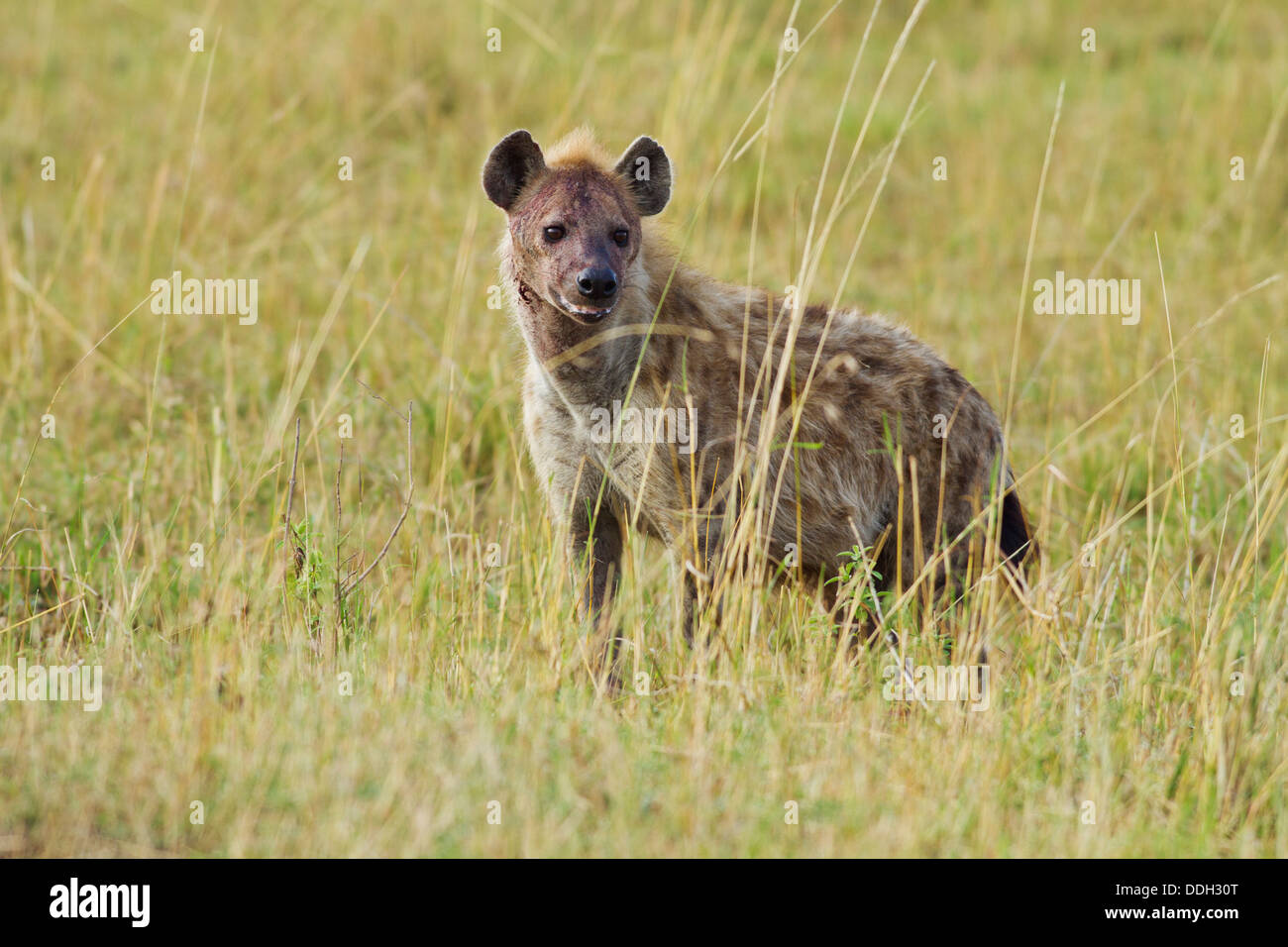 Hyna in the savannah Stock Photo - Alamy