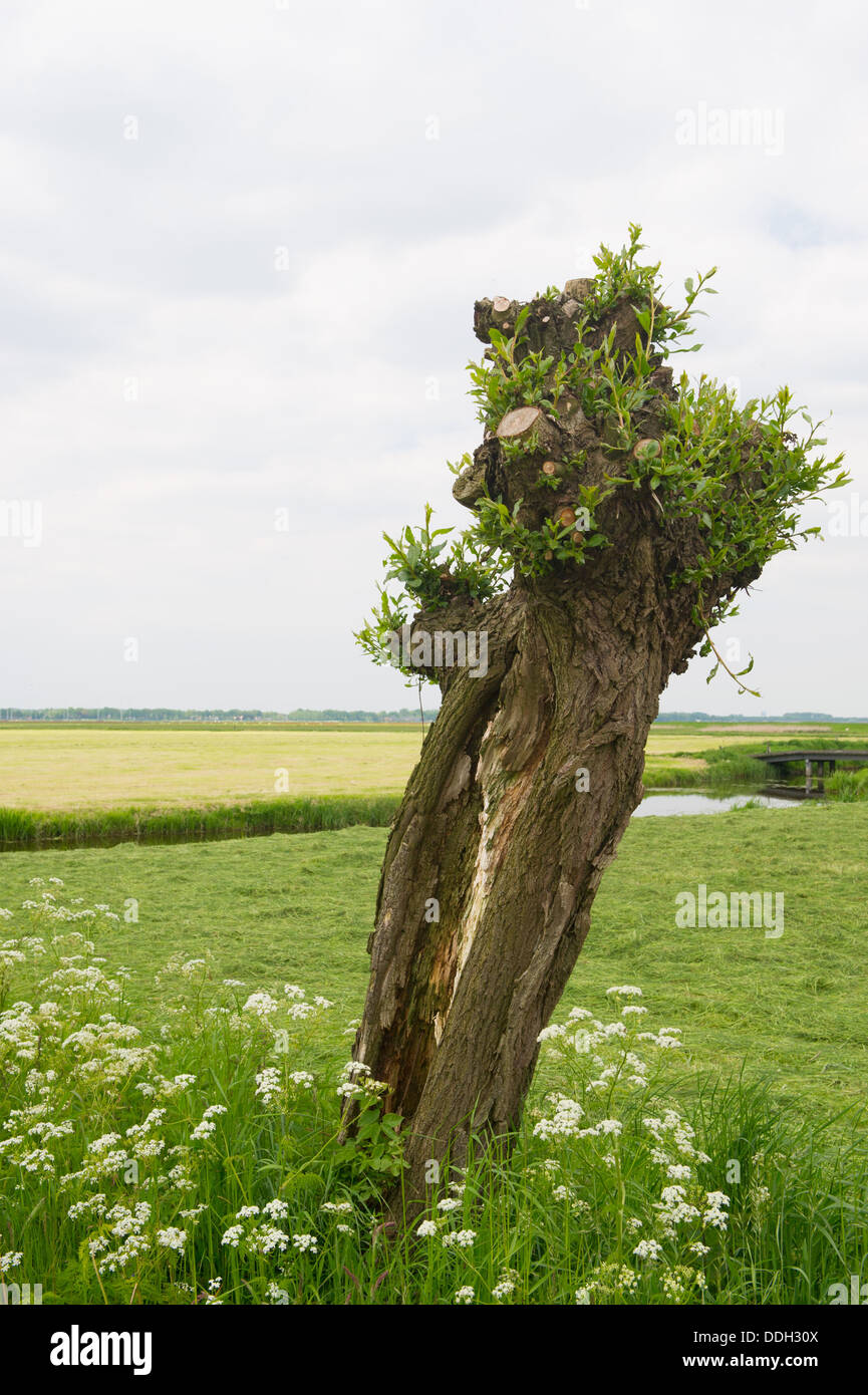 Pollard meadows hi-res stock photography and images - Alamy