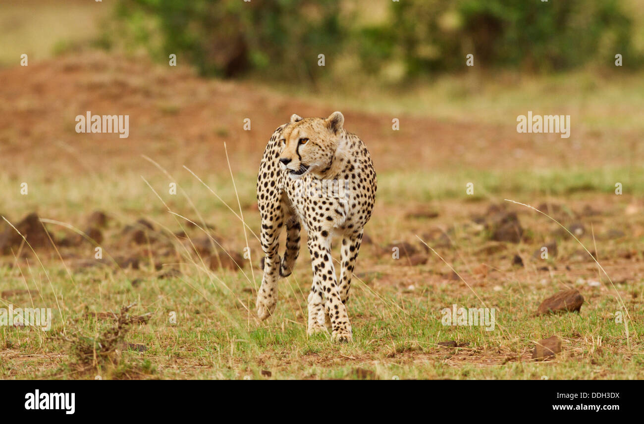 Cheetah on the move Stock Photo - Alamy