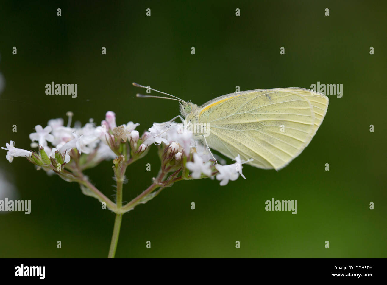 Large white butterfly hi-res stock photography and images - Alamy