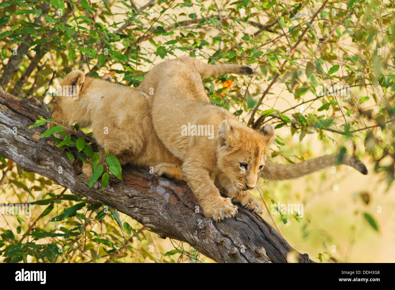 Lions on top tree hi-res stock photography and images - Alamy
