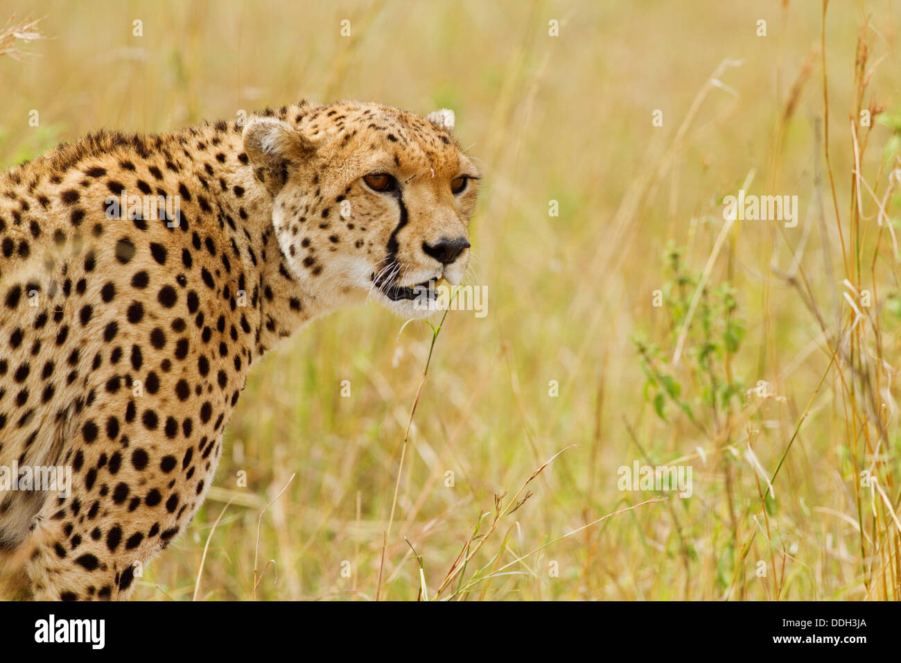 Cheetah carnivore eating mammals hi-res stock photography and images ...