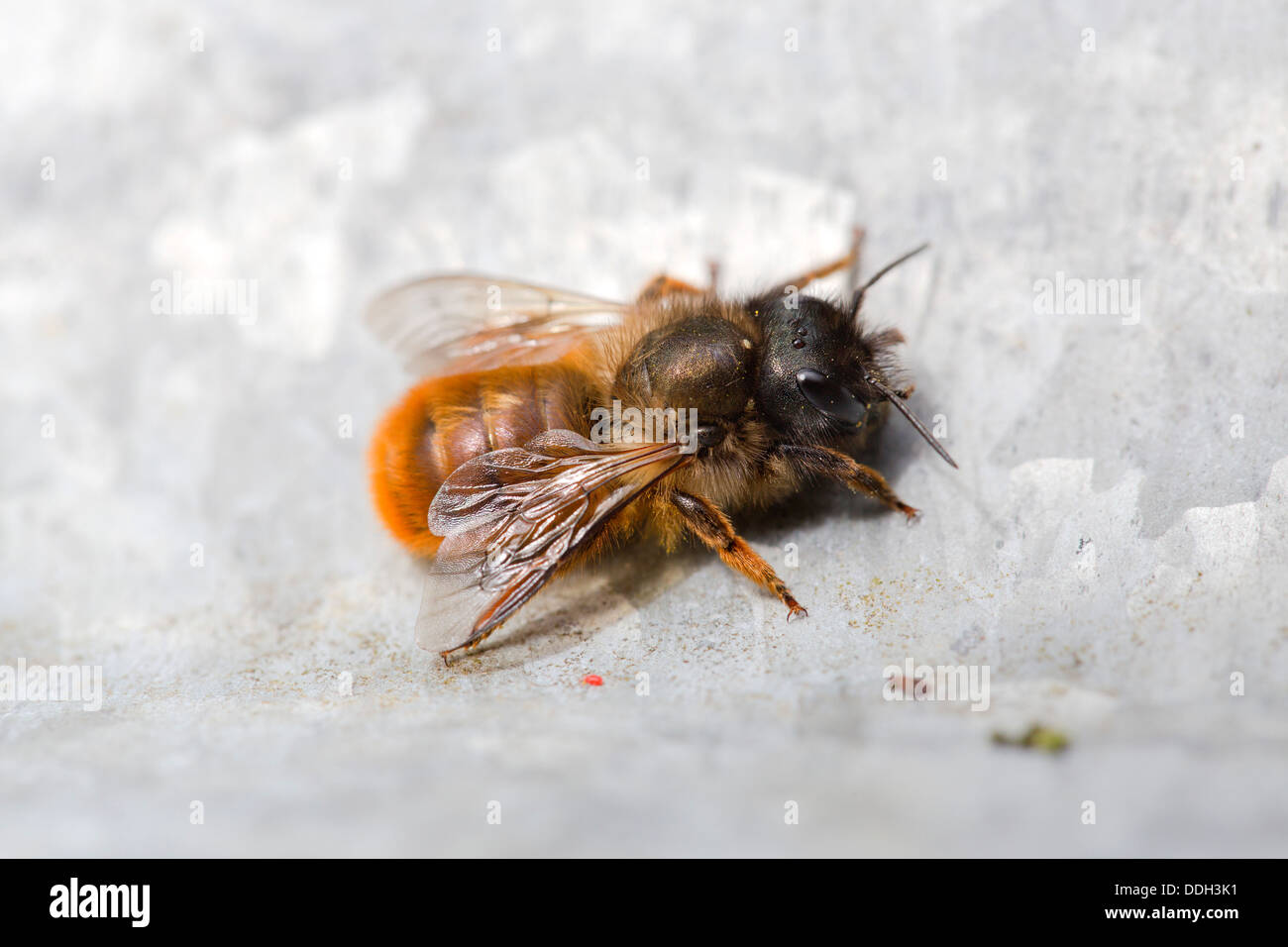 Leaf Cutter Bee; Megachile centuncularis; UK Stock Photo - Alamy
