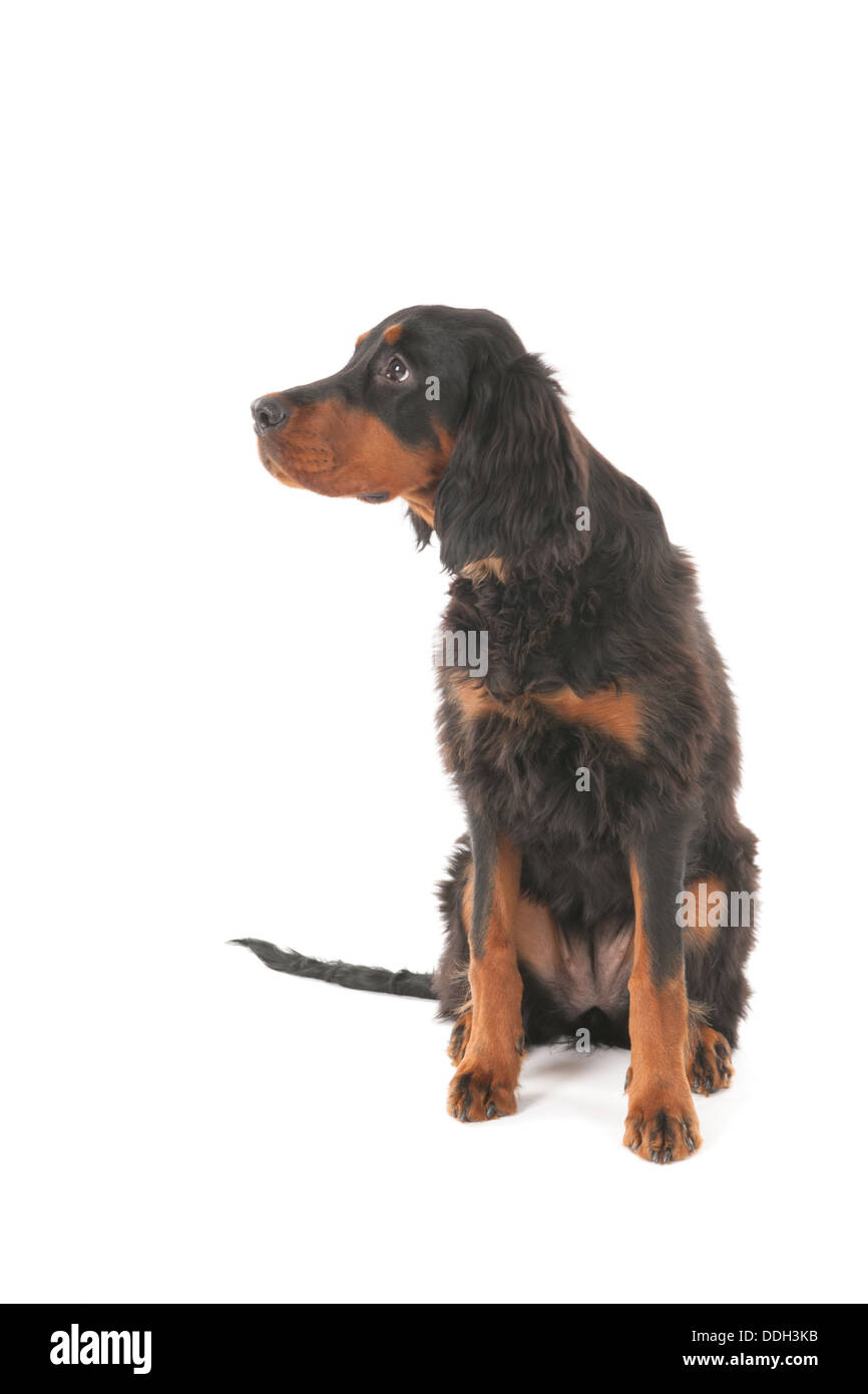 Black setter hi-res stock photography and images - Alamy