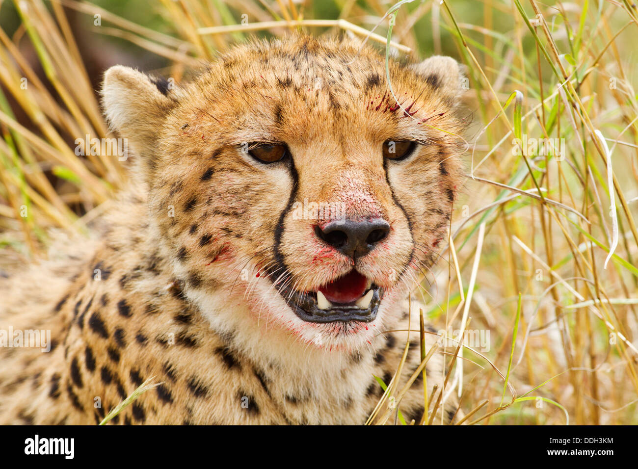 Cheetah with a bloody face Stock Photo - Alamy