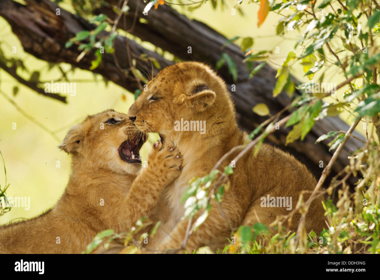 Lion cubs at play Stock Photo - Alamy