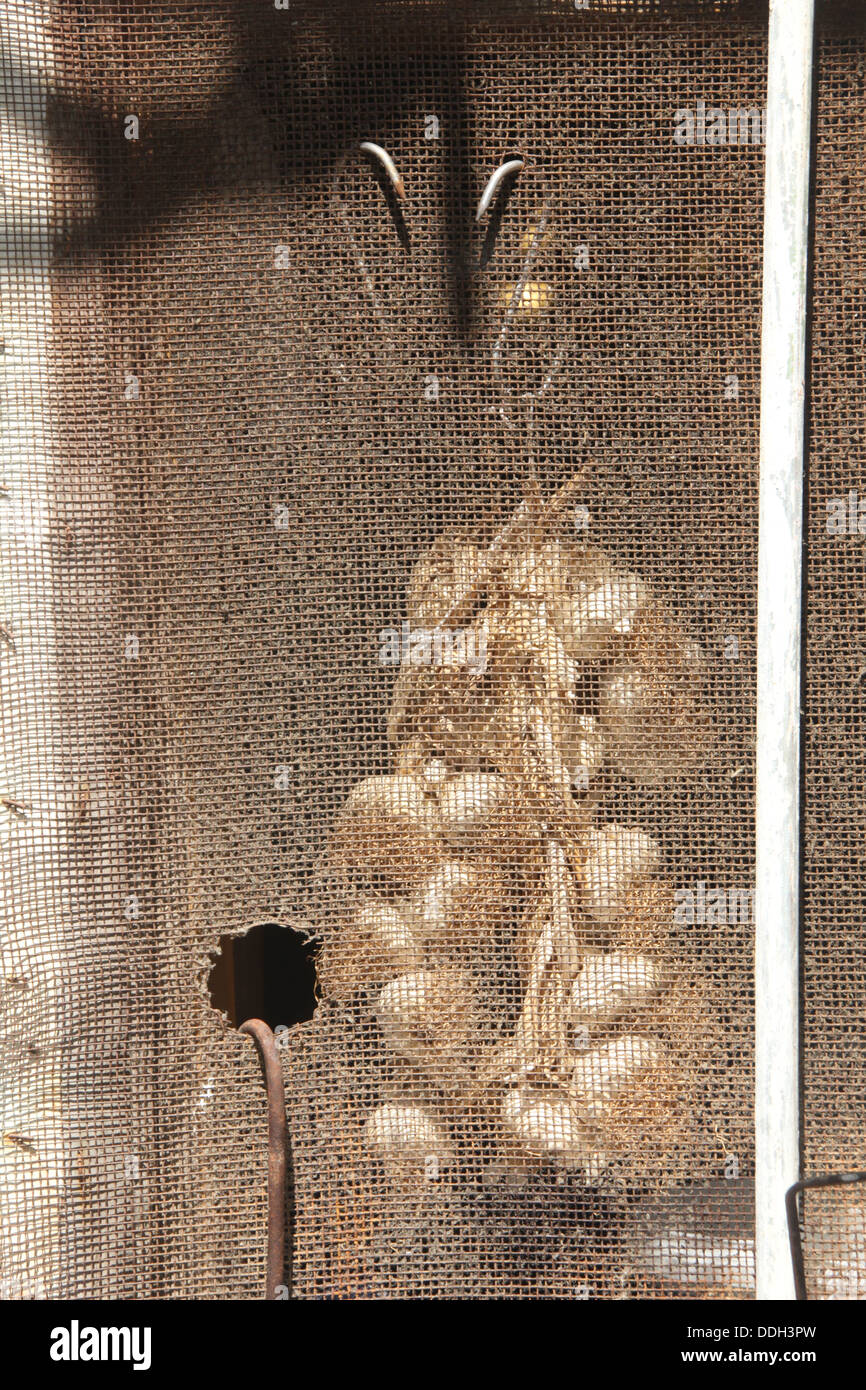 Cat in restaurant window hi-res stock photography and images - Alamy