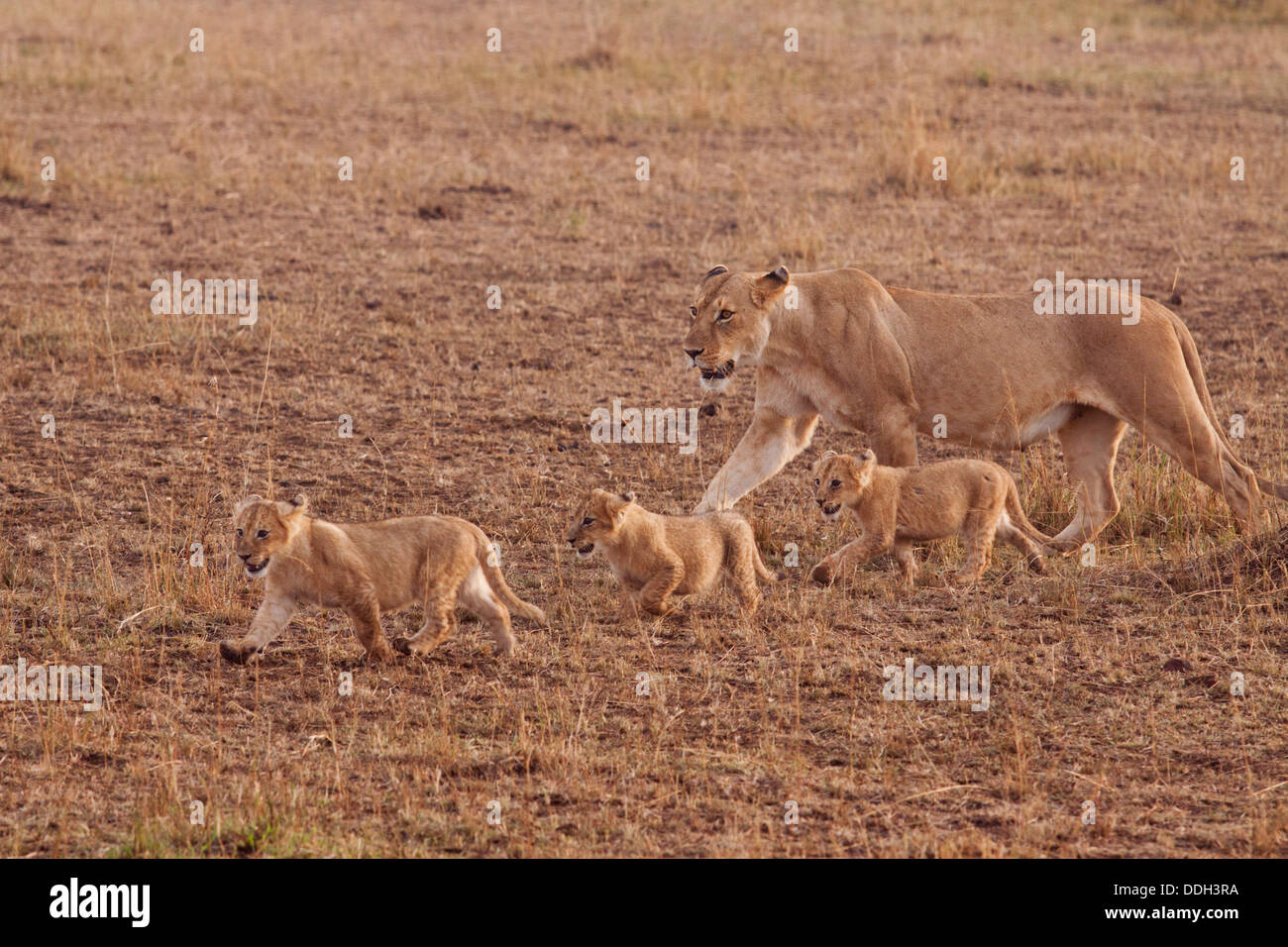 African Lioness - out for a walk with cubs Stock Photo - Alamy