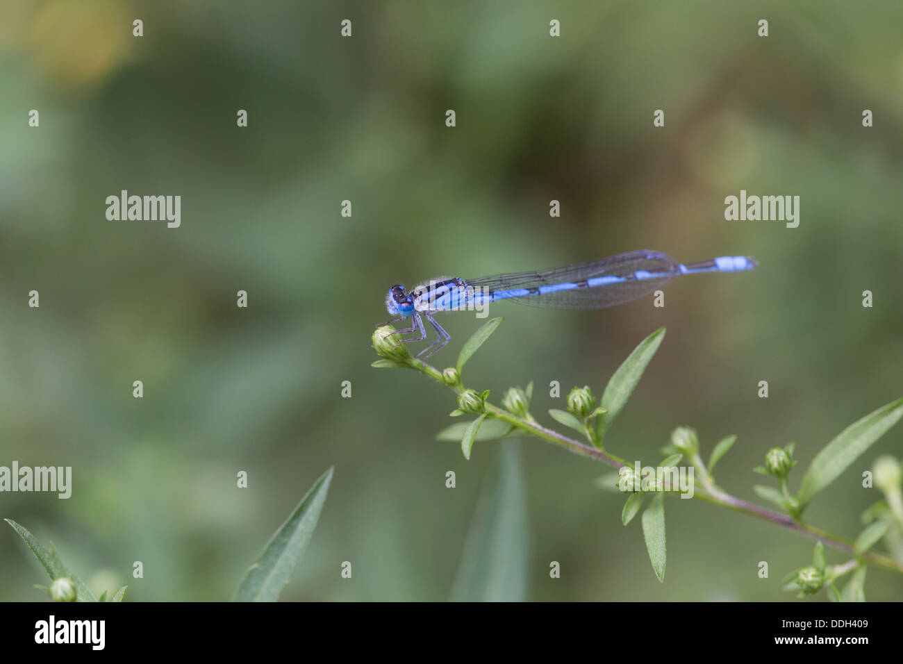 Blue tailed damselfly macro hi-res stock photography and images - Alamy