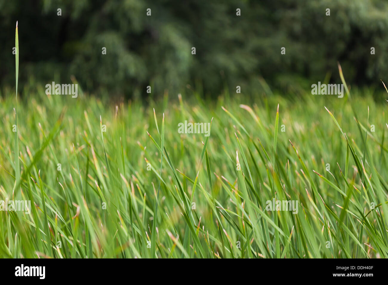 Lawn grass field hi-res stock photography and images - Alamy