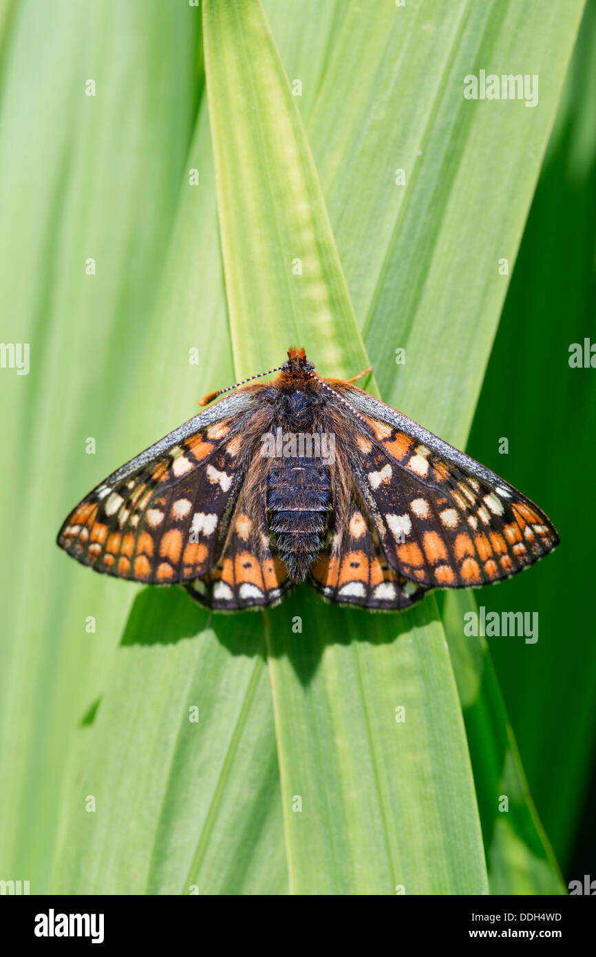 Marsh Fritillary Butterfly; Euphydryas aurinia; Spring; UK Stock Photo ...
