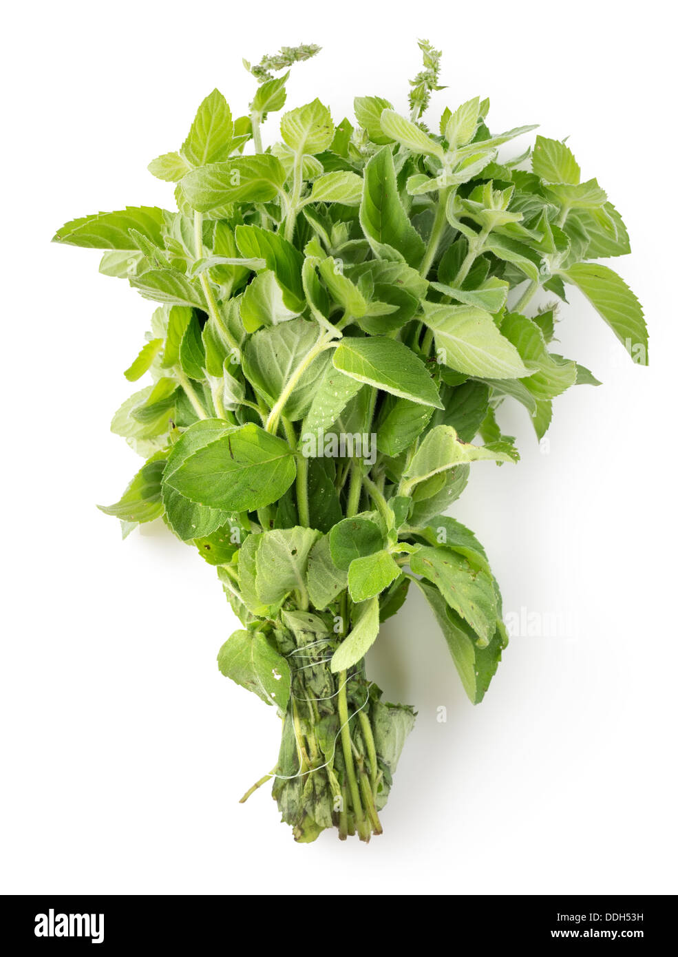 Bunch of mint isolated on white background Stock Photo - Alamy