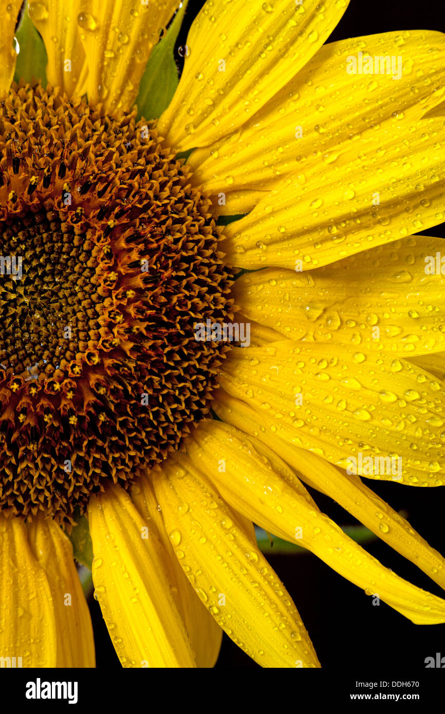 Sunflower half flower hi-res stock photography and images - Alamy