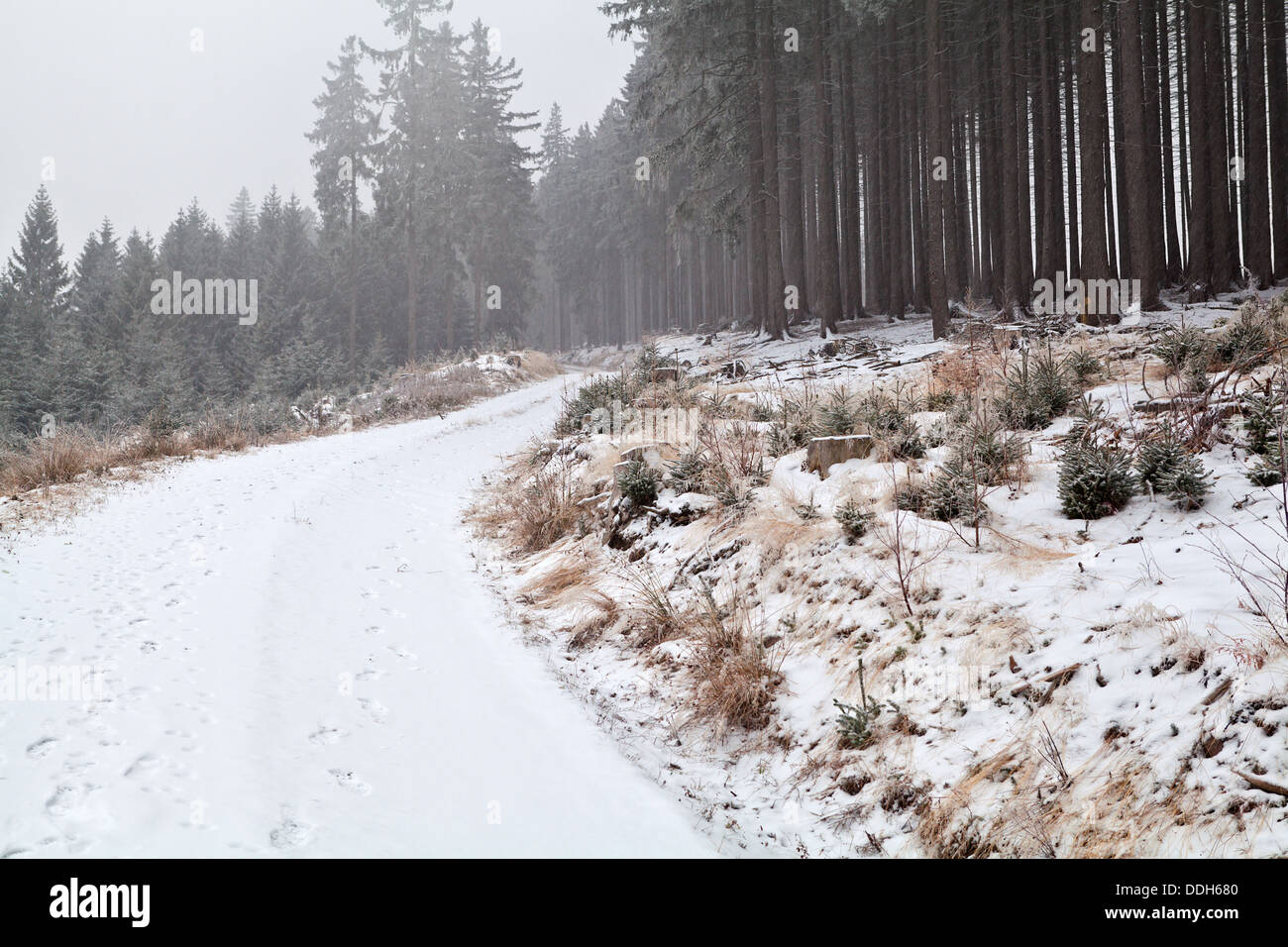 snowstorm over road in forest Stock Photo - Alamy
