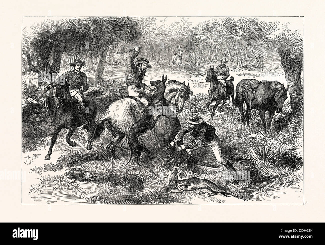 KANGAROO-HUNTING IN AUSTRALIA Stock Photo - Alamy