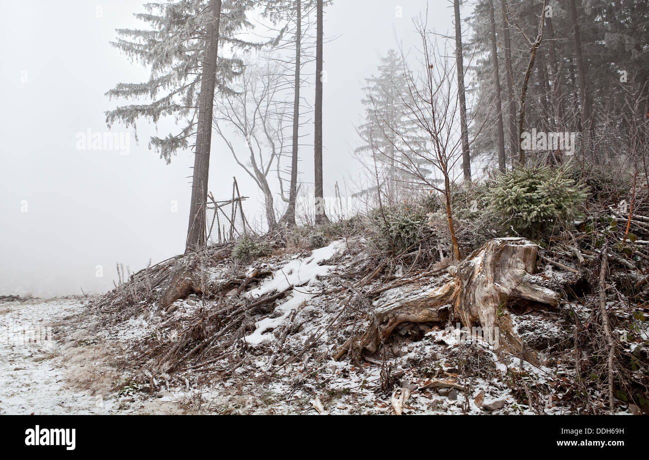 Snowing in pine forest hi-res stock photography and images - Alamy