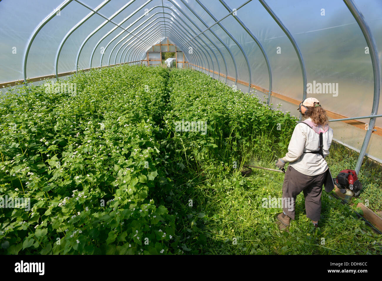 Woman weed-whacking cover crop in a hoop house in Oregon's Wallowa ...