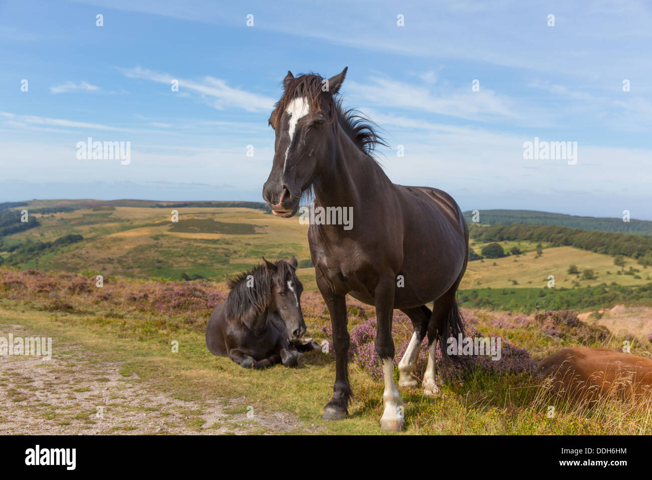 Dark brown ponies Quantock Hills Somerset England with purple heather ...