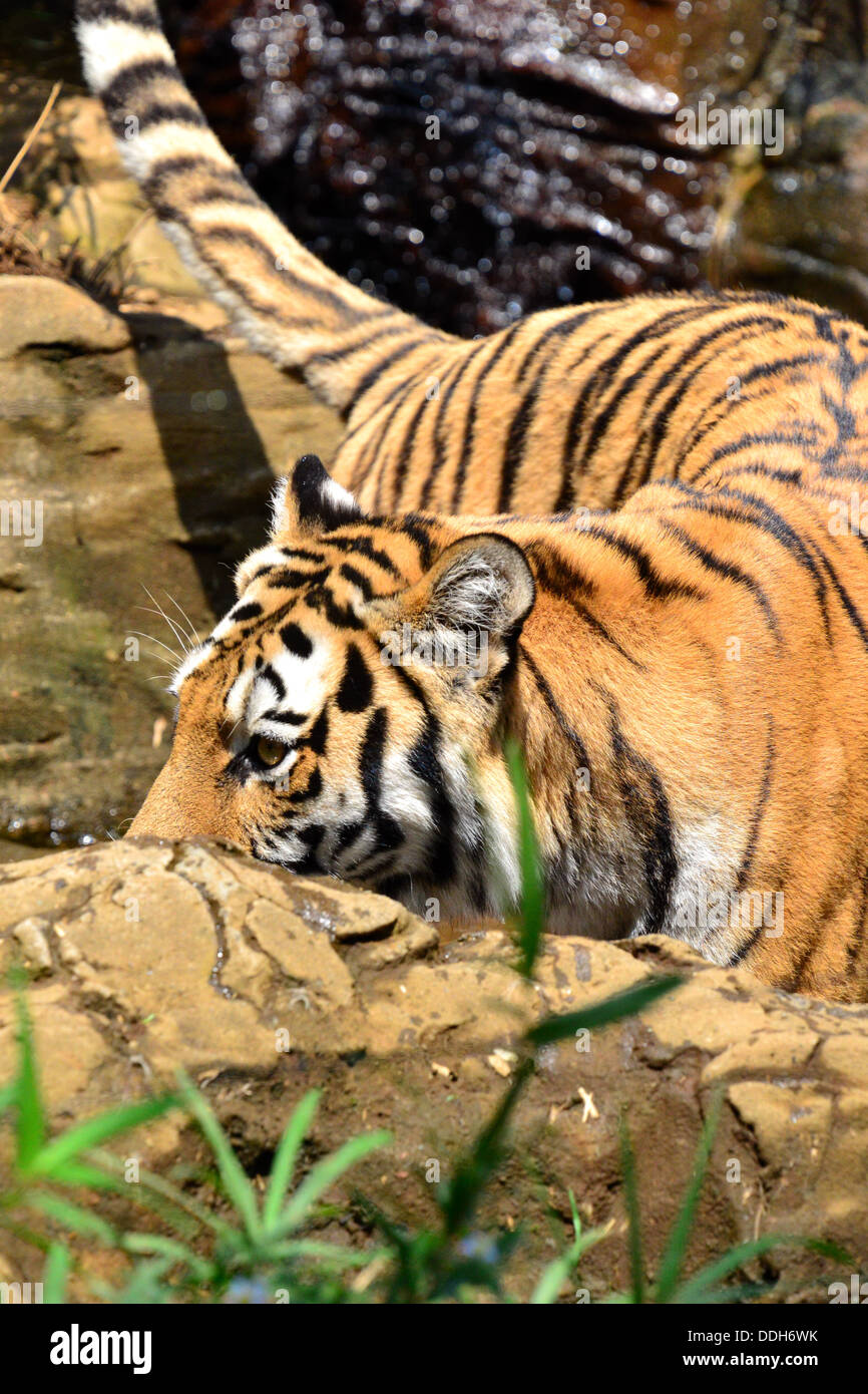 Tama Animal Park High Resolution Stock Photography and Images - Alamy