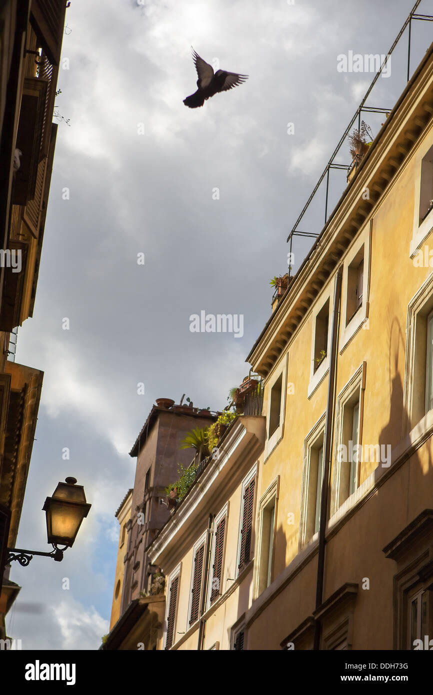 Streetlight and bird in Rome, Italy Stock Photo - Alamy