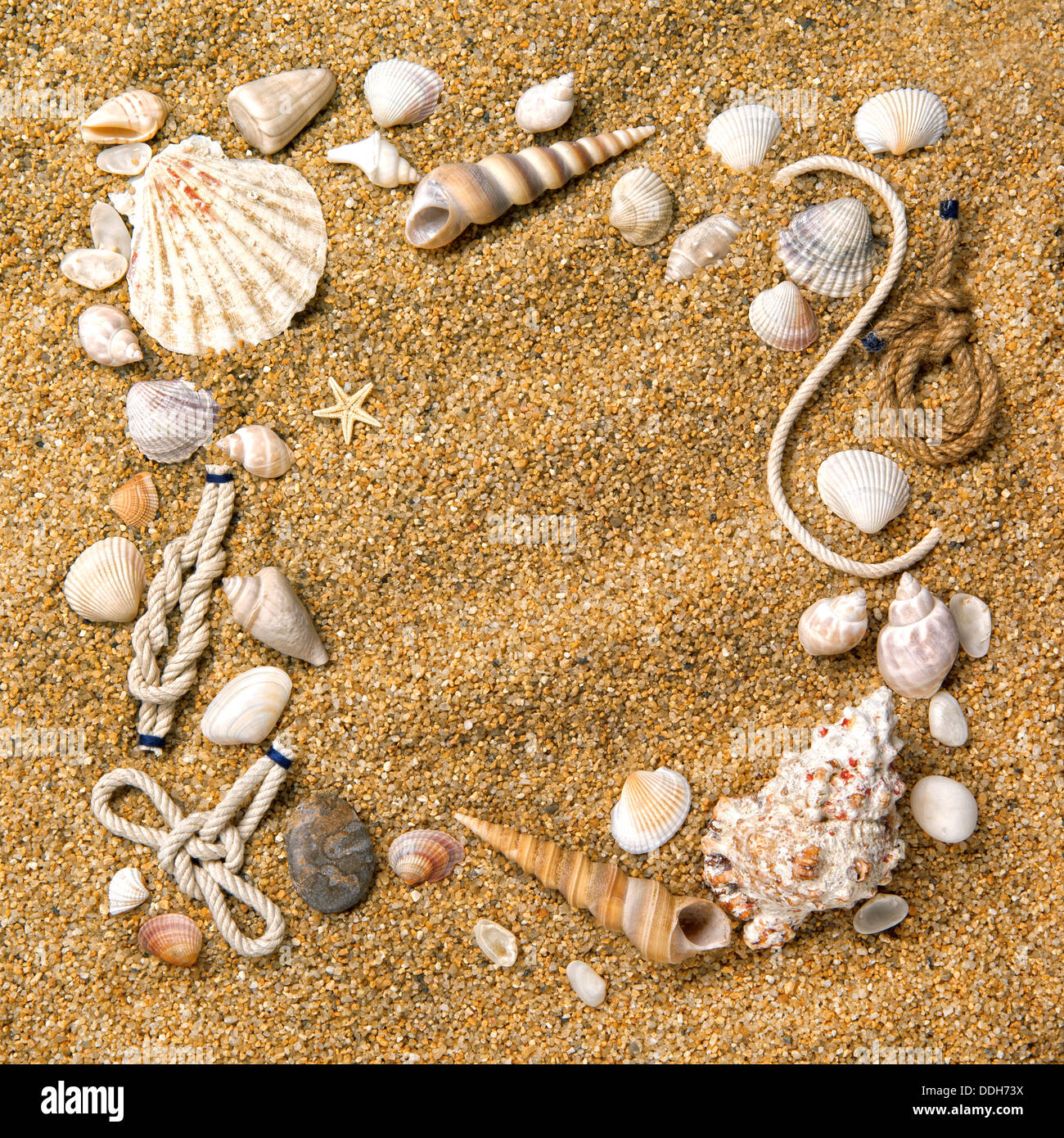 Various scallop shells hi-res stock photography and images - Alamy