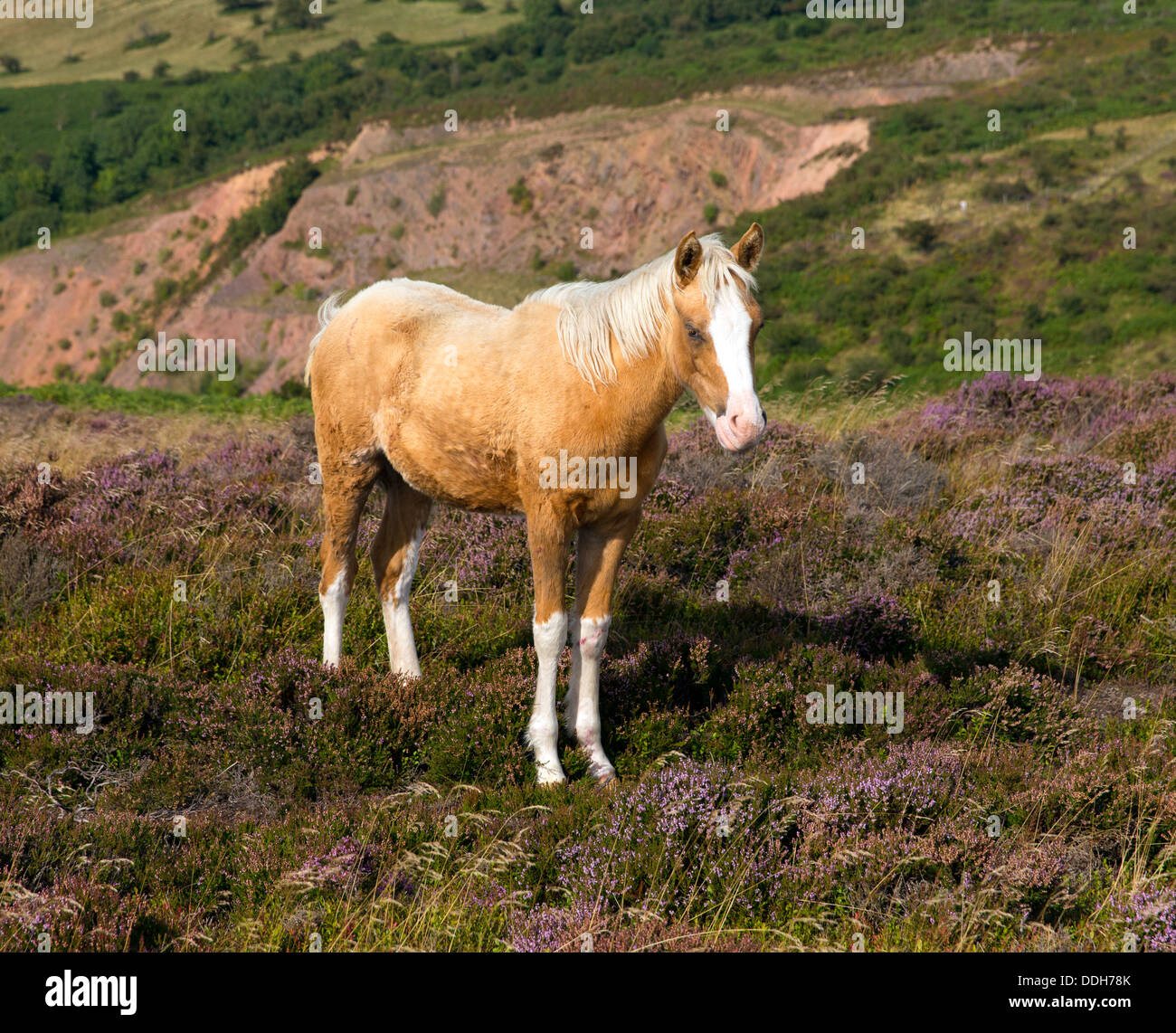 Brown blonde hi-res stock photography and images - Alamy