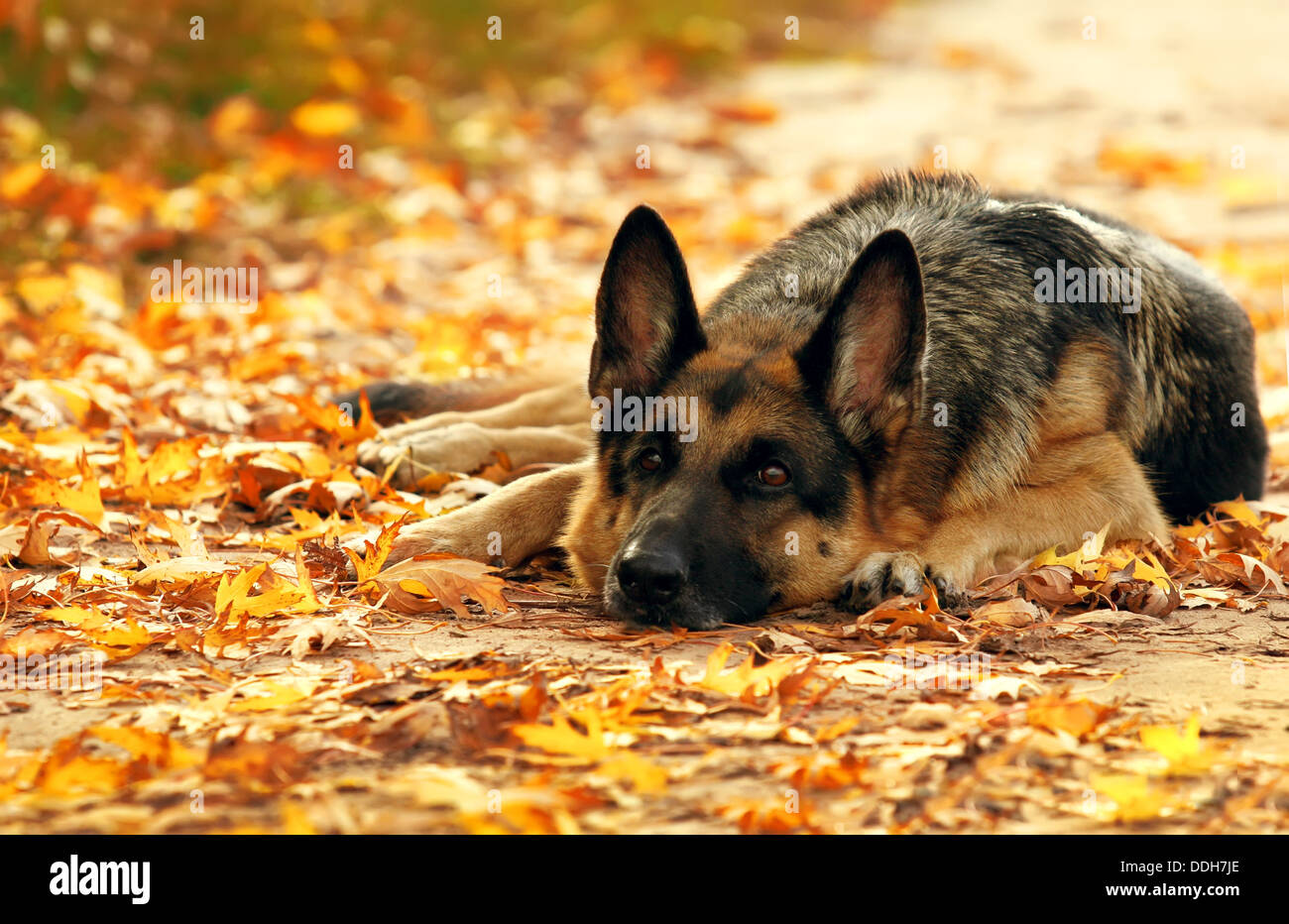Dog, German shepherd lies in the autumn wood against beautiful yellow ...
