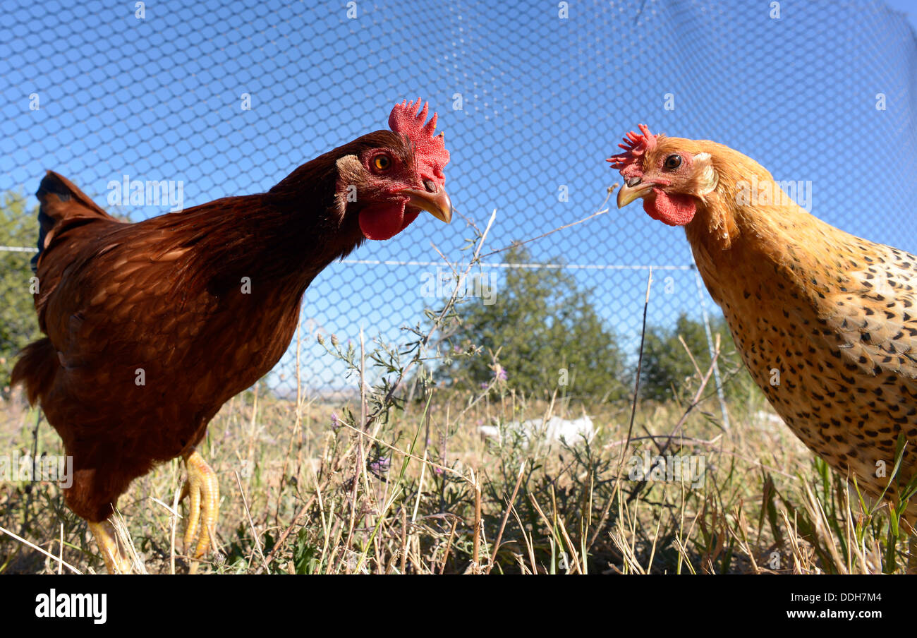 Bantam chickens hi-res stock photography and images - Alamy
