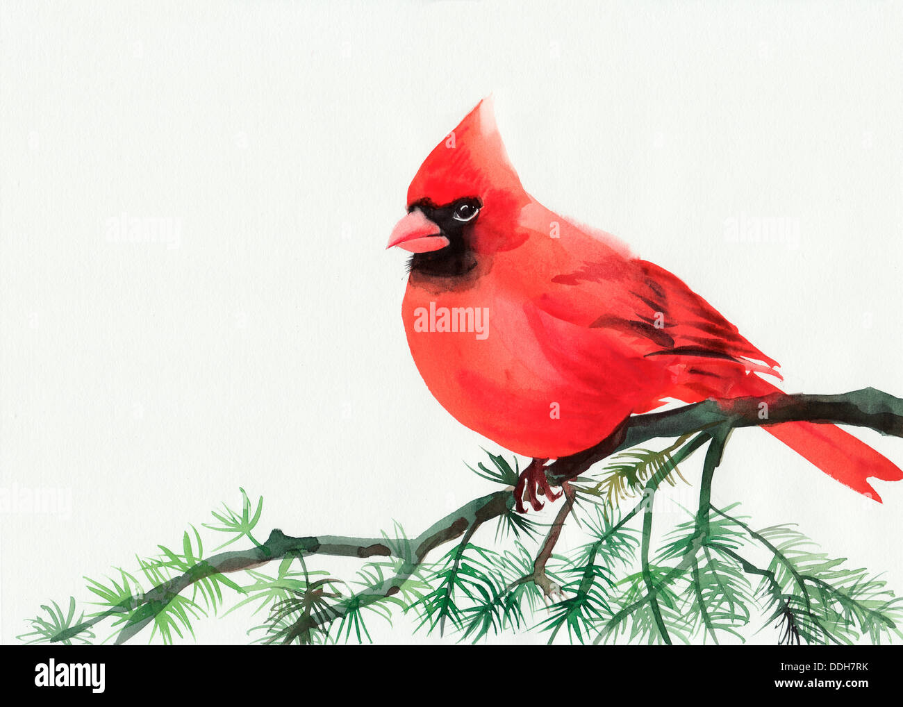 Watercolor painting of cardinal bird sitting on a branch Stock Photo ...