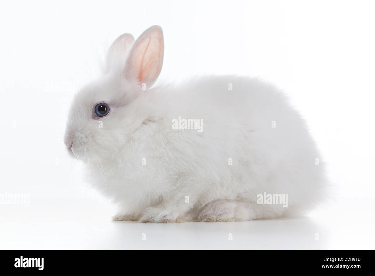 White rabbit isolated on white background Stock Photo - Alamy